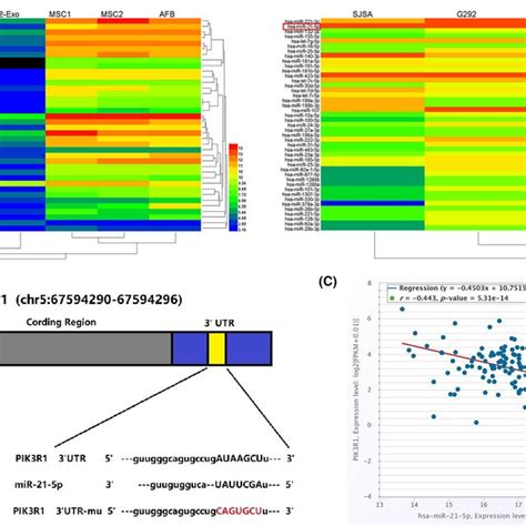 expression of mirna in human msc and os cells a microarray data were