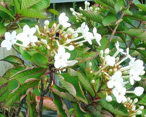 Luculia Plant Information Tips For Growing Luculia Plants Plants