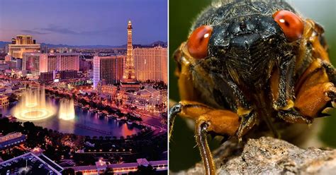 Major Us City To Be Swarmed By Sex Crazed Bugs In Weeks Amid Rare