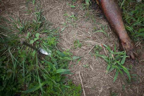 Could Detectives Use Microbes To Solve Murders Shots Health News Npr