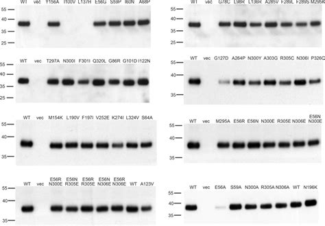 Membrane Localization Of All Mutants The Localization Of Mutants To