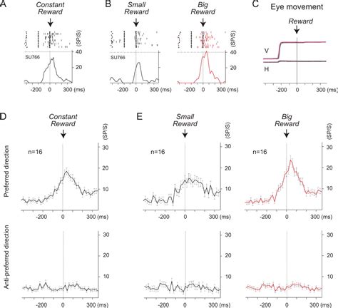 Neuronal Activity Related To Reward Size And Rewarded Target Position