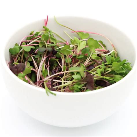 Fresh And Clean Microgreens Protein Mix Shoots And Micros Agritech North