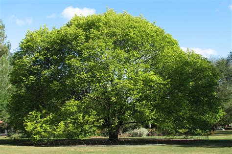Elm Tree Identification Caldwell Tree Care