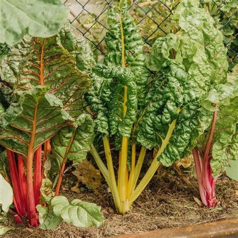 These 11 Vegetables Are Ideal For Low Effort No Till Gardens In Arizona