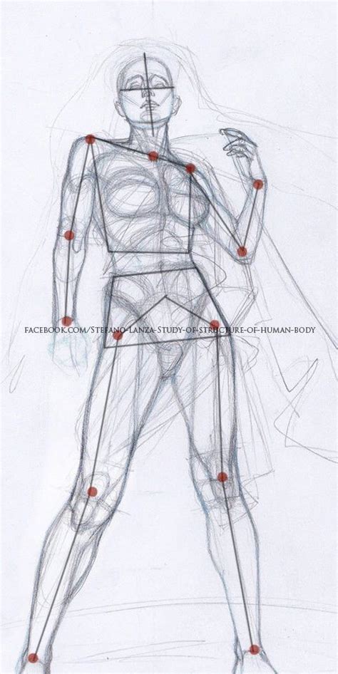 Pin On Anatomy Reference And Figure Drawing