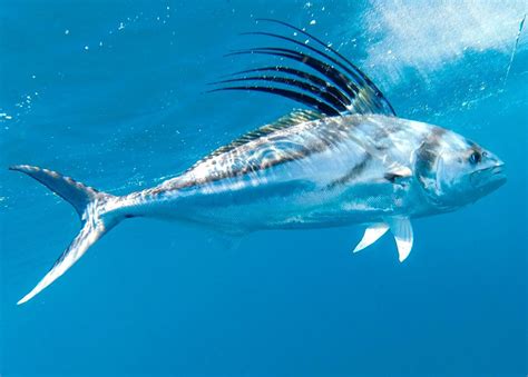 Roosterfish Fishing