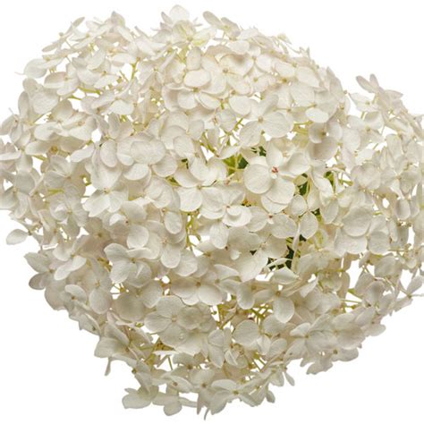 Invincibelle Wee White® Smooth Hydrangea Hydrangea Arborescens Proven Winners