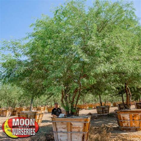 Chilean Mesquite Desert Trees Moon Valley Nurseries Velvet