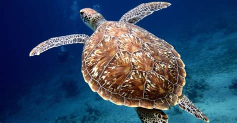 Loggerhead Vs Green Sea Turtle What Are The Differences Imp World