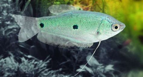 Gurami Opalino Wikiacuario