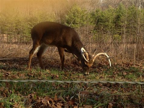 Deer Food Plots For Shade Areas Deer Food Plots