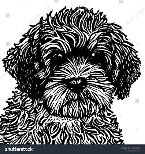 Cockapoo Line Drawing Dog Illustration Black Stock Illustration