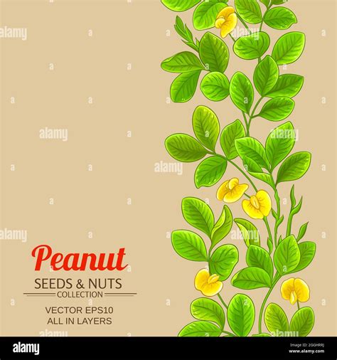 Peanut Vector Pattern On Color Background Stock Vector Image And Art Alamy