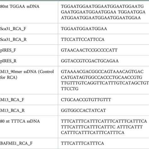 A Circligase Ii Ssdna Ligase Converted 80 Nt Linear Ssdna Oligos Into