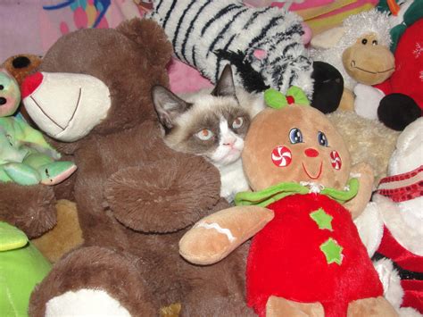 Imgur Needs More Grumpy Cat Pics Imgur