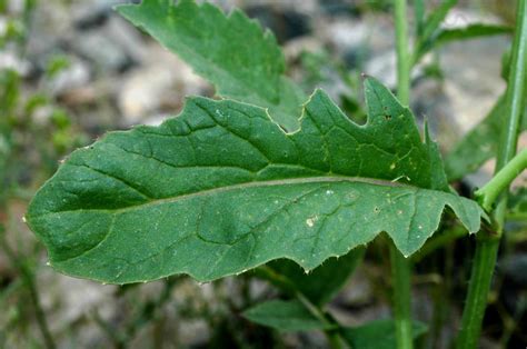 Raphanus Raphanistrum Brassicaceae Image 11495 At