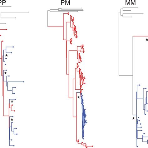 Real Examples Of Pp Pm And Mm Trees The Pp Tree Comes From A Mtct
