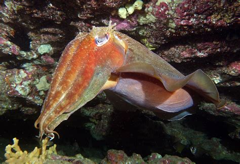 Giant Cuttle Sepia Apama Sepia Marine Life Giants