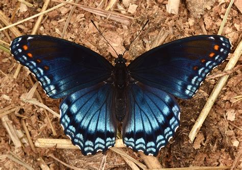 55 Amazing Blue Butterflies Pictures And Identification Guide