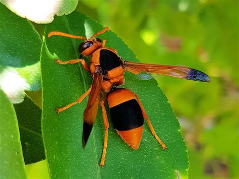 Orange Wasps Ausemade