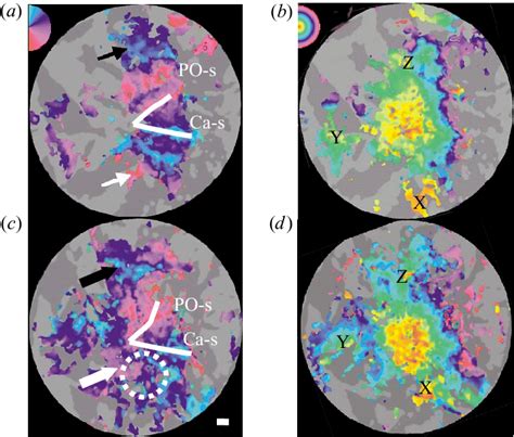 Angular And Eccentricity Maps For Two Subjects Shown On Flattened