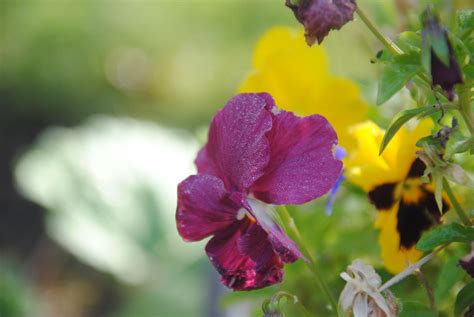 Pansey By Shearkin On Deviantart