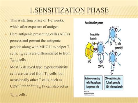 Hypersensitivity Reaction Smc Ppt