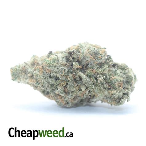 Buy Bulk Moby Dick Strain Cheap Weed Pounds And Reviews