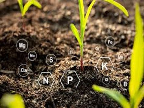 Trichoderma Application For The Problem Of Pests Diseases And Weeds