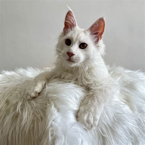 Maine Coon Kitten Singapore Genesis Ragdoll — Genesis Ragdoll