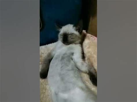 #shorts #cat she fall asleep like this #viral - YouTube