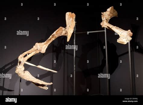 Deinocheirus Fossil