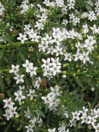 Myoporum Ground Cover Yellow Flowers