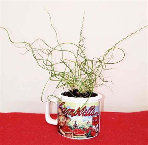 Corkscrew Rush Juncus Effusus Big Twister