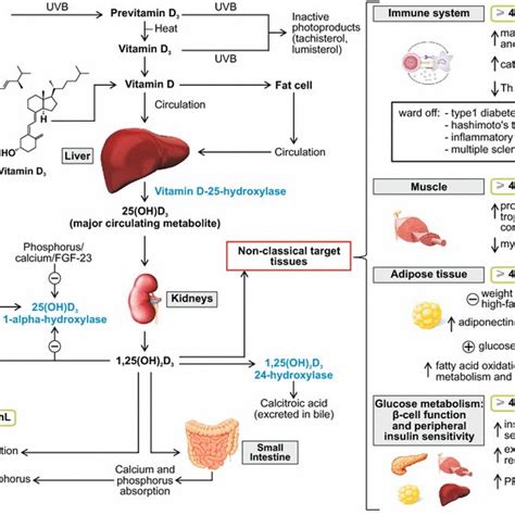 Classical Vitamin D Metabolic Pathways And Extraskeletal Target
