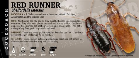 Shelfordella Lateralis Red Runner Roach Cards And Enclosure Labels