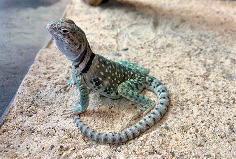 Collared Lizard Care Guide