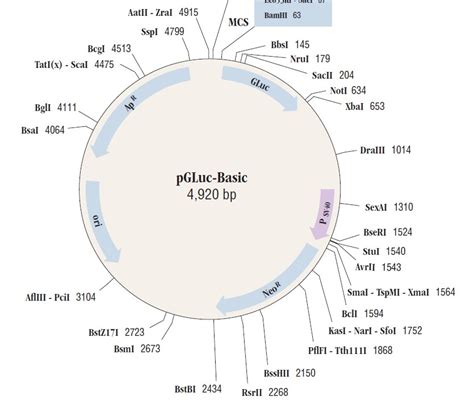 Pgluc Basic质粒图谱、载体图谱、序列、价格、抗性、测序引物、大小等信息生物风载体 Pgluc Basic质粒图谱、载体图谱、序列、价格、抗性、测序引物、大小等信息生物风载体