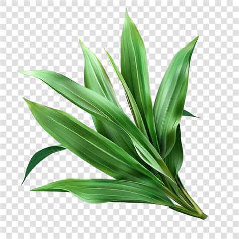 Pandan Leaf Spices Realistic Premium Ai Generated Psd