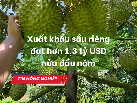 Xuất Khẩu Sầu Riêng Nửa đầu Năm đạt Hơn 13 Tỷ Usd Foodmap