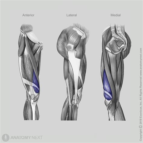 Vastus Medialis Anatomyapp