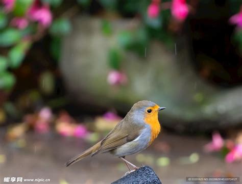 知更鸟摄影图鸟类生物世界摄影图库昵图网