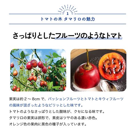 【楽天市場】【送料無料】トマトの木 タマリロ の苗 105cmポット 自根苗 果樹苗 タマリロ苗 たまりろ苗 ベランダ 露地栽培