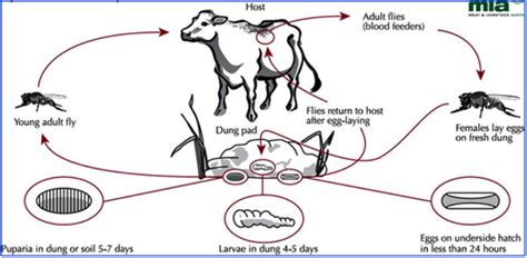 Haematobia Irritans Life Cycle