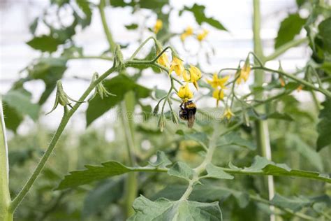 Bumblebee Pollinating Flowers In A Greenhouse Tomato Crop Stock Image