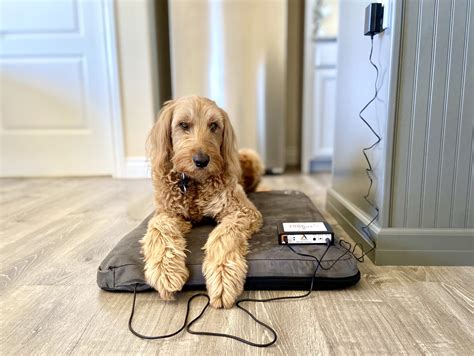 Assisi Loop Lounge Review 2026 A Natural Way To Heal Your Pet Dogster