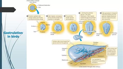 Gastrulation Ppt