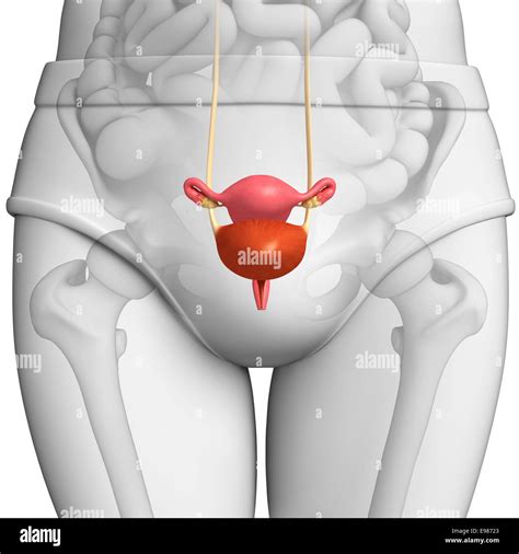 Lista 90 Foto Sistema Urinario Femenino Y Sus Partes Actualizar
