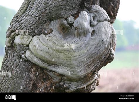 Growth On A Tree Stock Photo Alamy